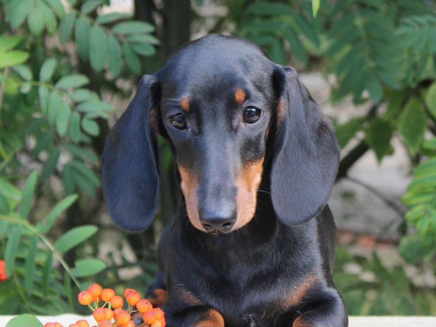 Карликовая такса