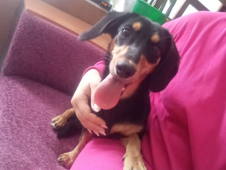 Отдам собаку в хорошие руки