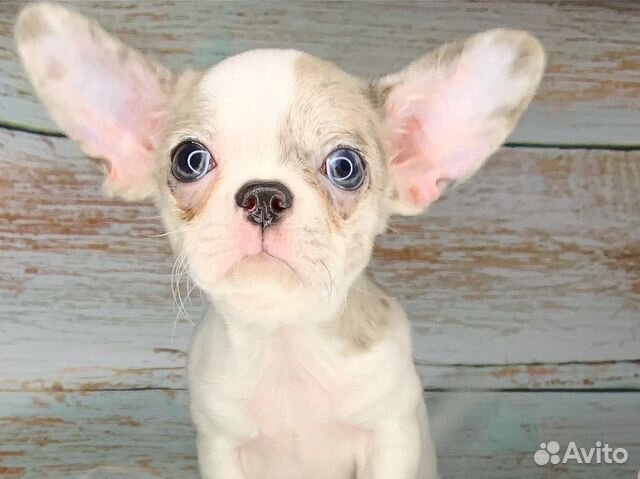 Чихуахуа Тишенька