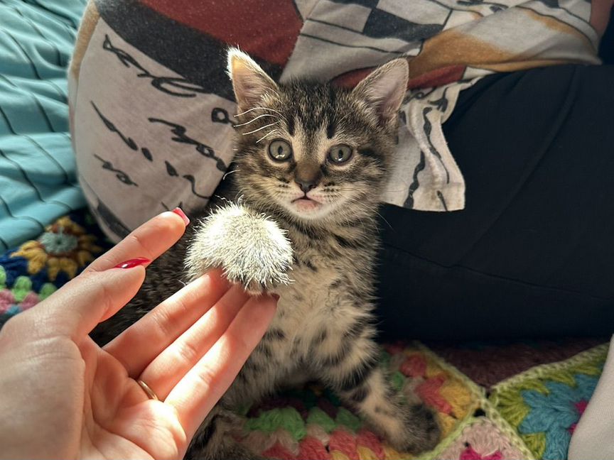 Котята курильского бобтейла