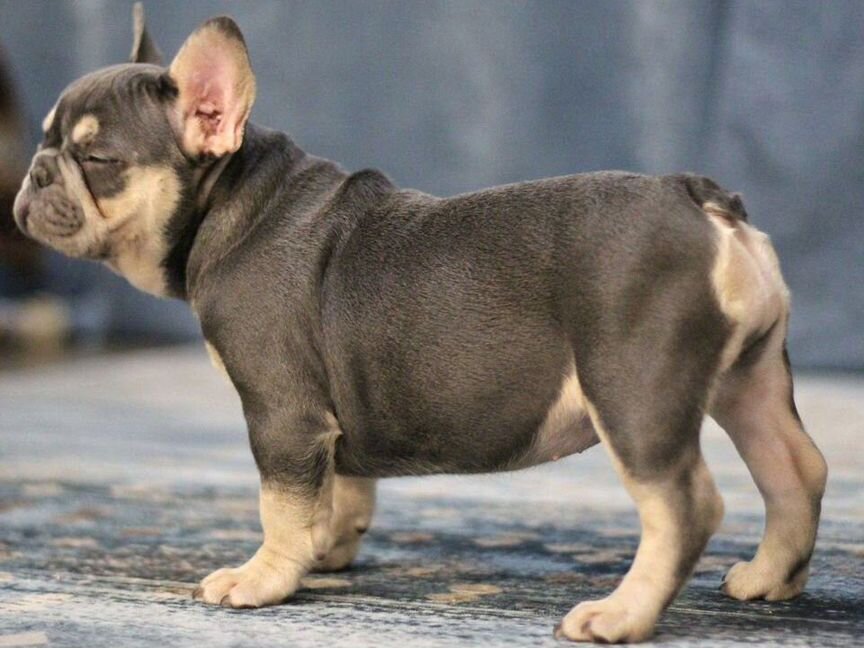 Французский бульдог