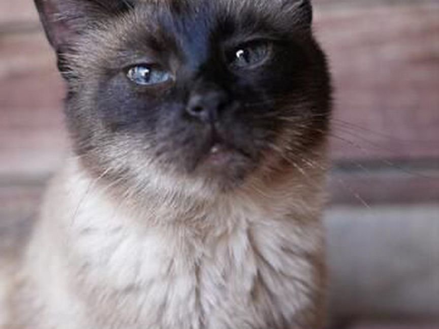 Взрослая кошечка из приюта мечтает о любящей семье