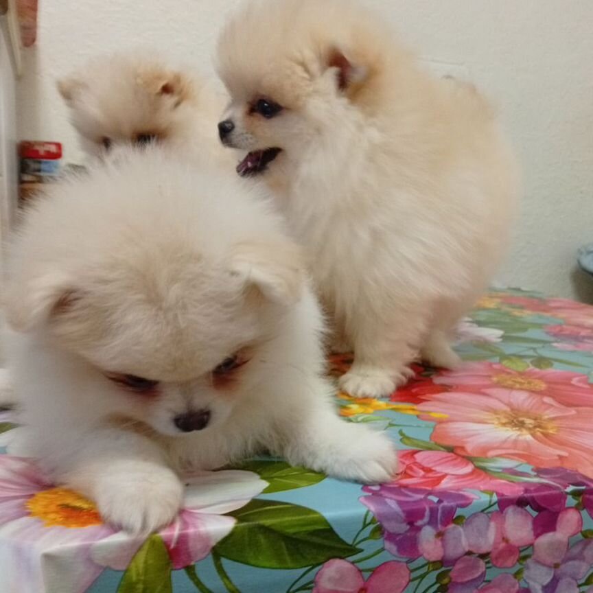 Померанский шпиц, щенок