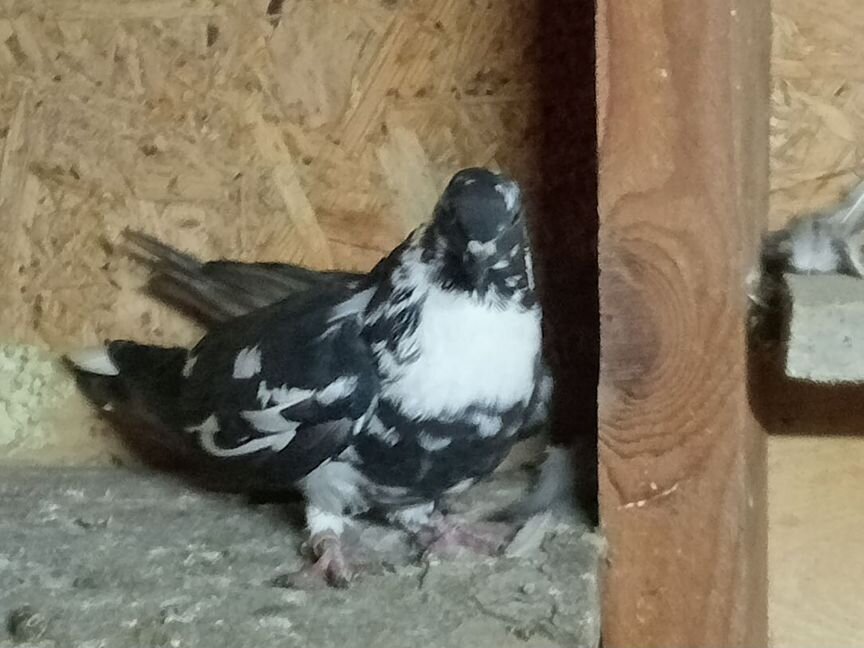 Голуби серпастые