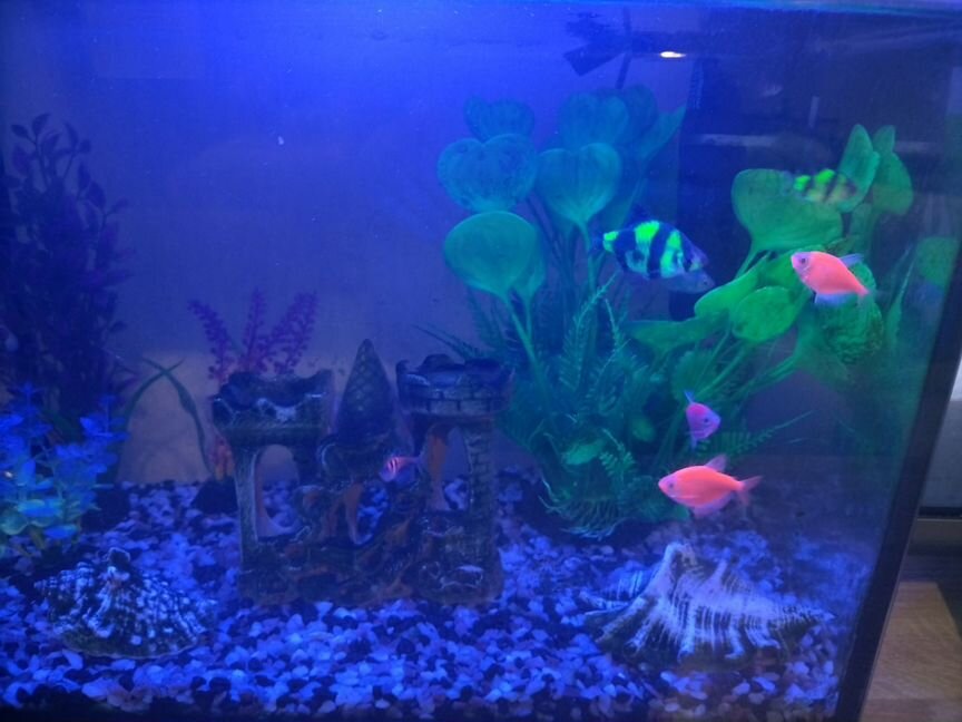 Аквариум с рыбками