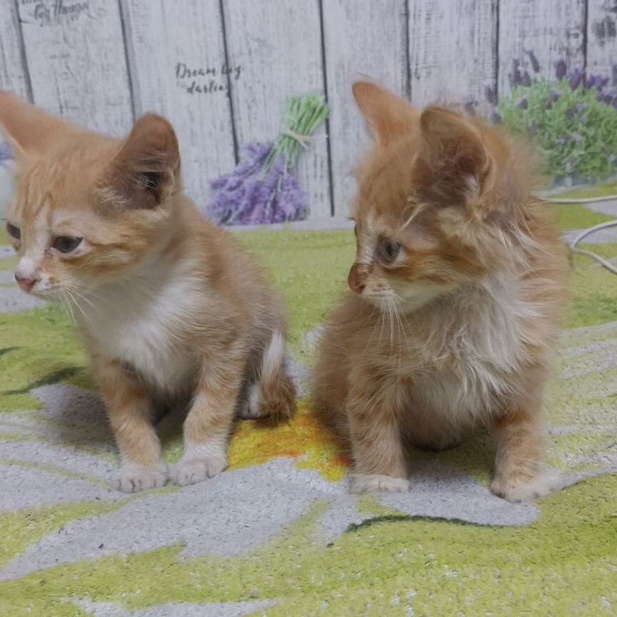 Котята в добрые руки бесплатно