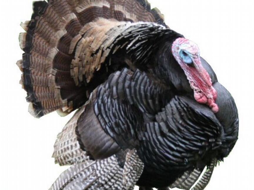 Индюшата Индейка Бронза 708 суточные, вывод 2-4.05