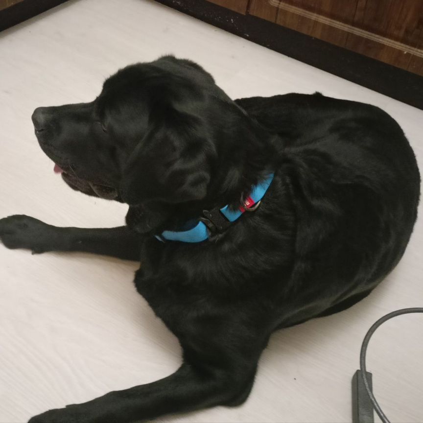 Лабрадор-ретривер, взрослый пёс