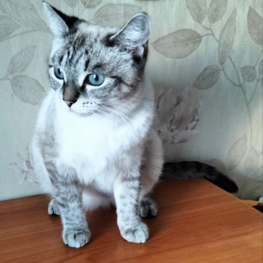 Кошка голубые глаза 1.5 года