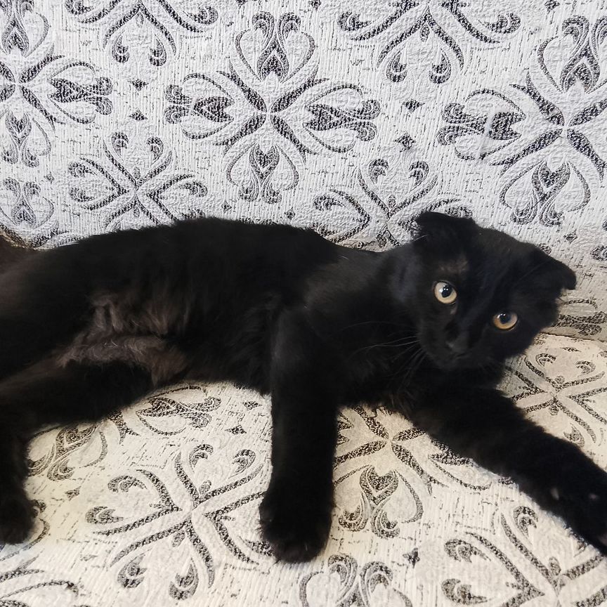 Котик