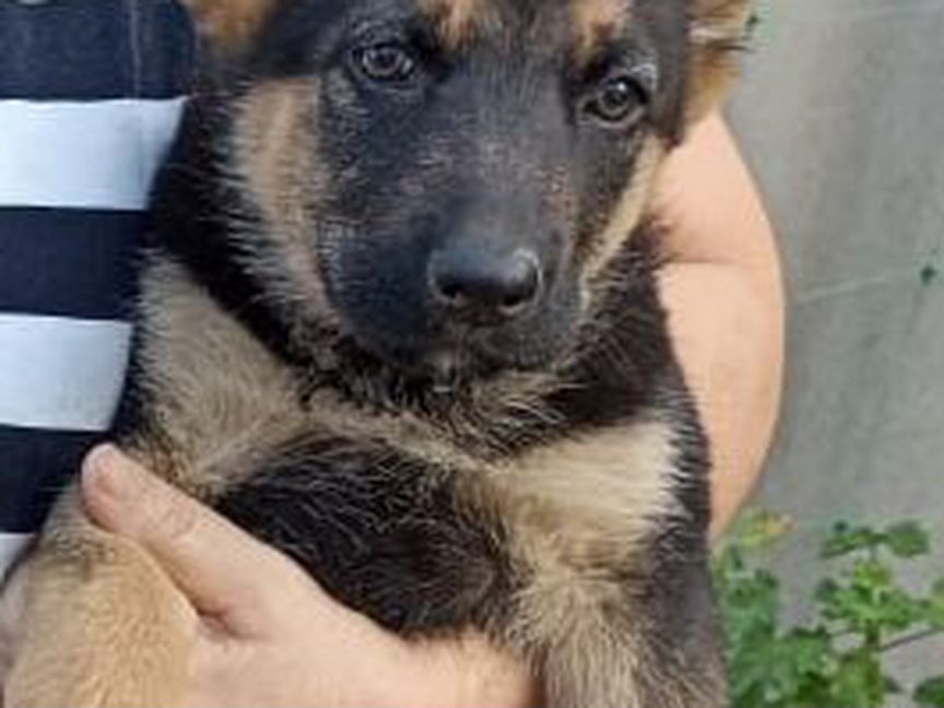 Собака немец