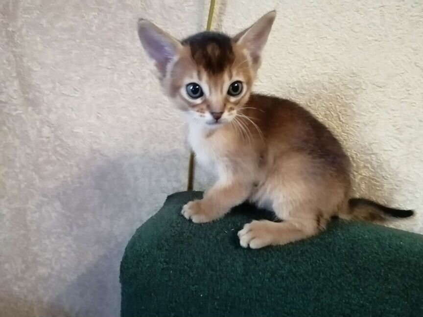 Кошки