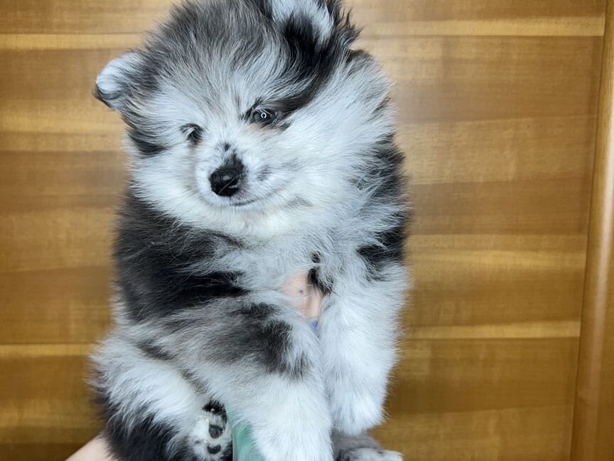 Щенок немецкого шпица Девочка Мерле