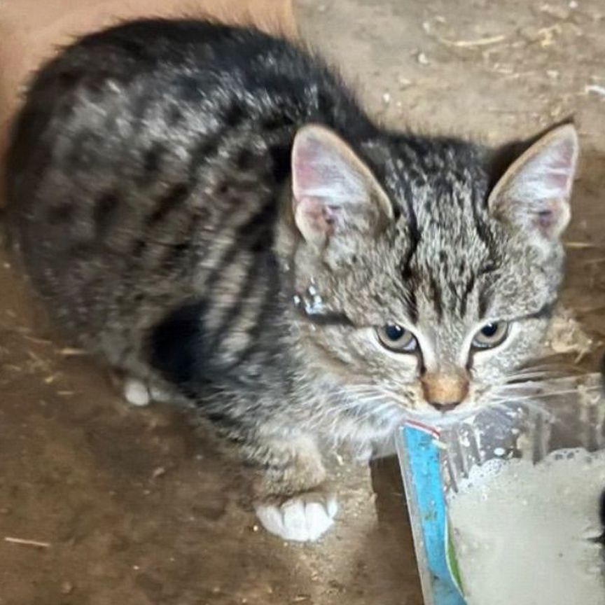 Котёнок в добрые руки