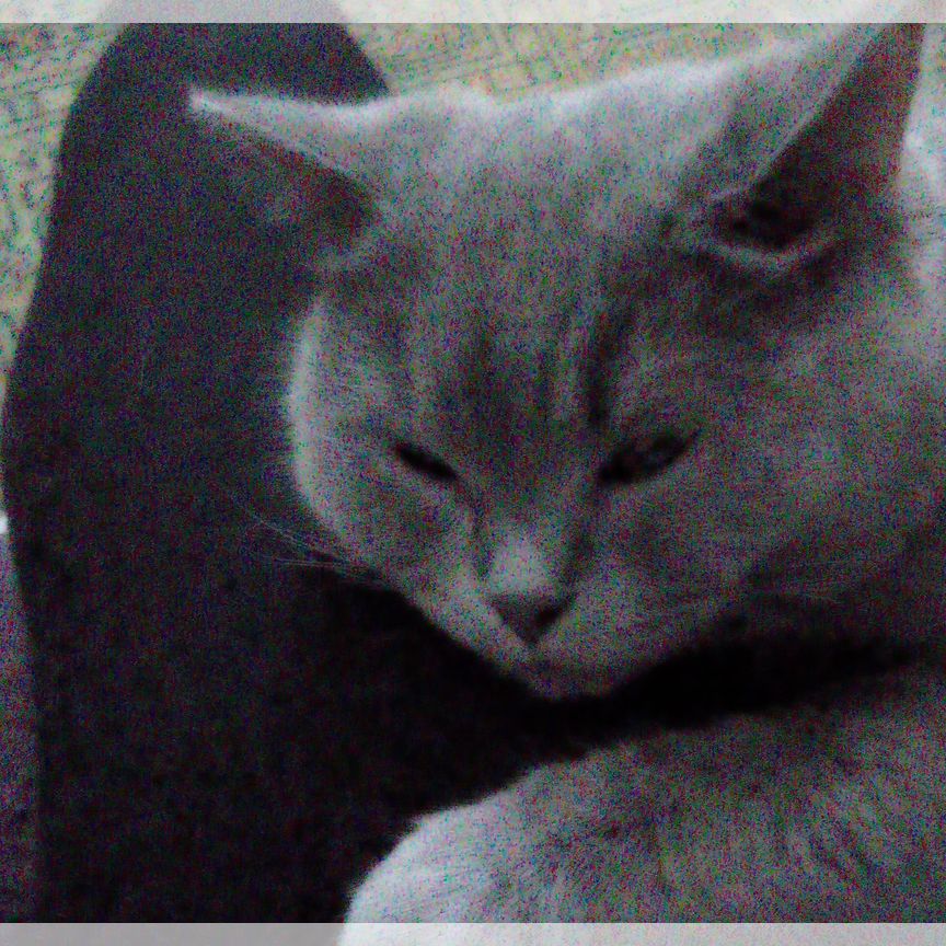 Вязка кошек