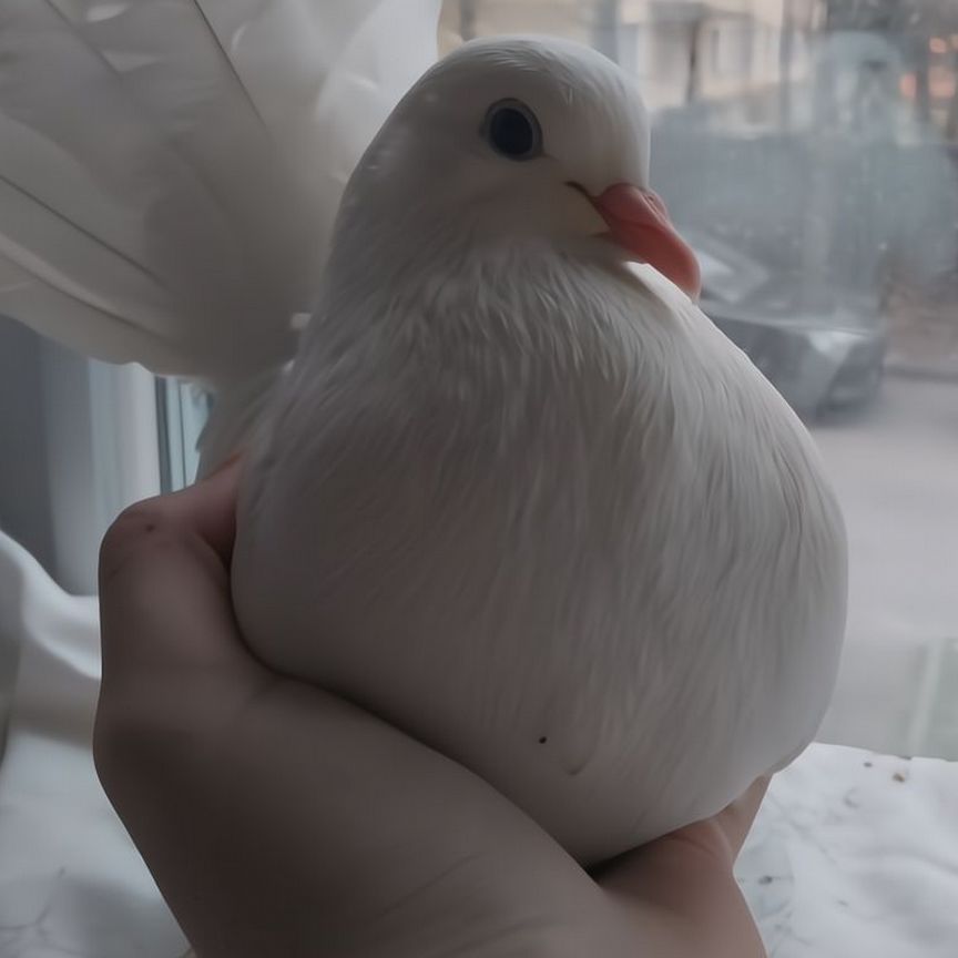 Ручная голубка павлин