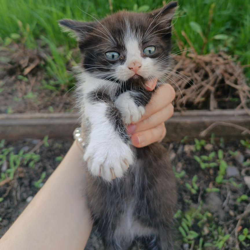 Котенок котята