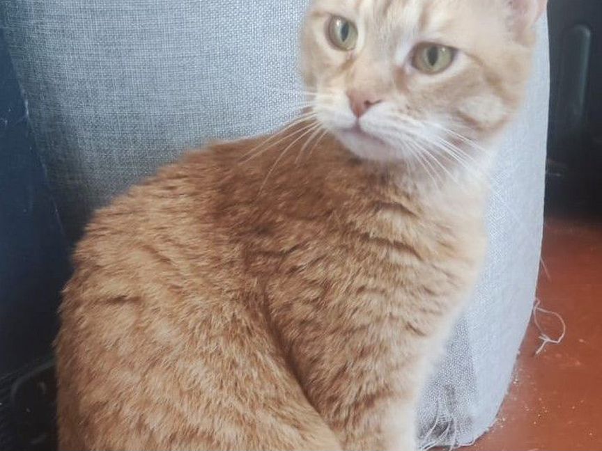 Чудесная рыжая кошечка была спасенна