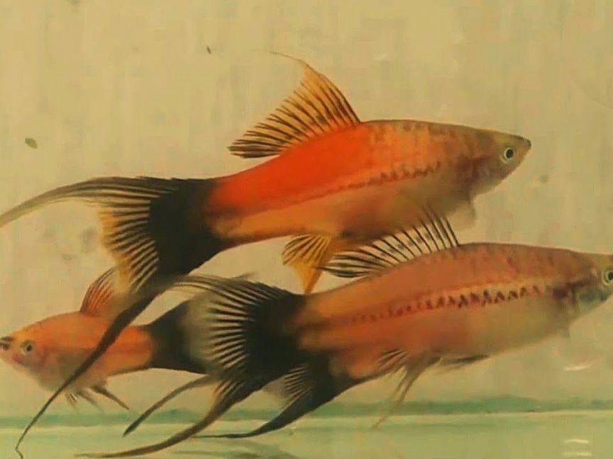 Меченосцы драконовые