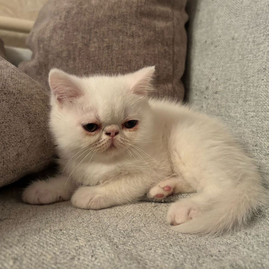 Экзотический короткошёрстный котёнок