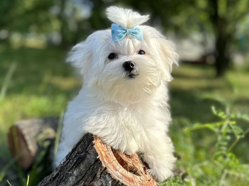 Мальчик Мальтезе Корея