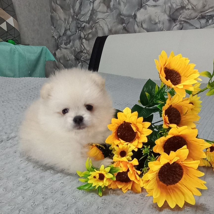 Щенки шпица мини