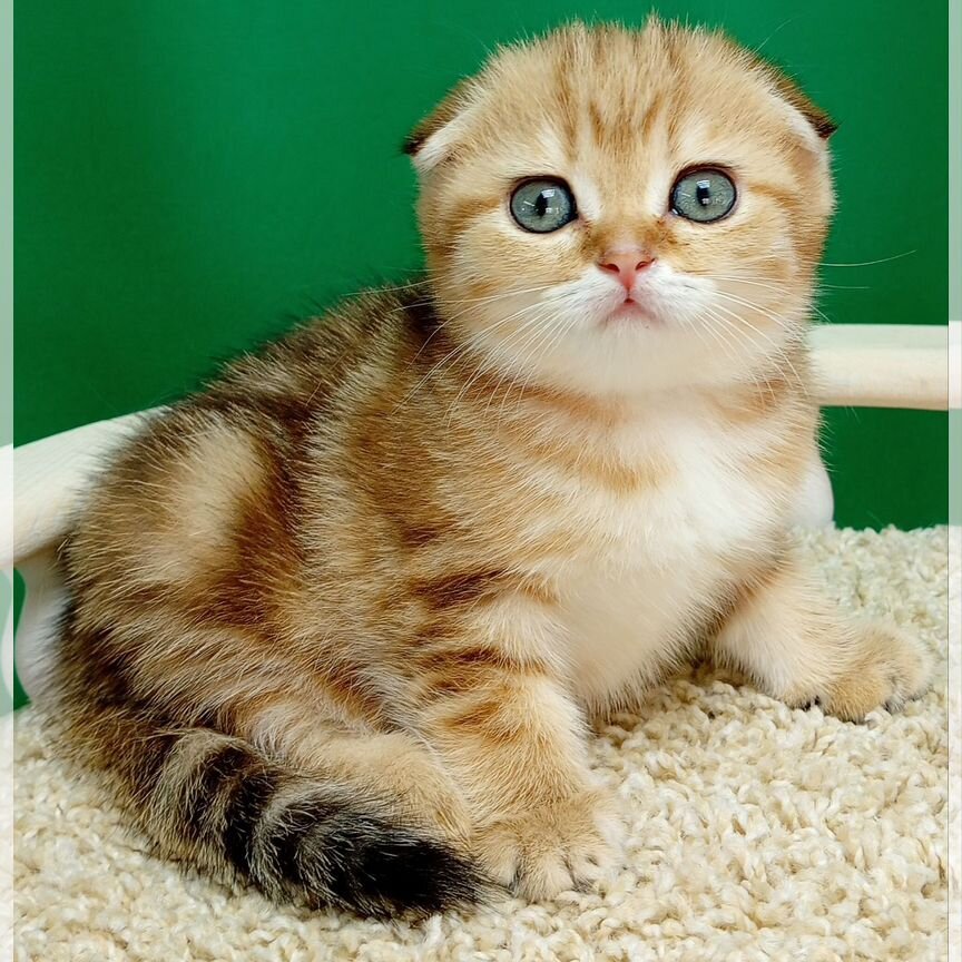 Шотландский вислоухий короткошёрстный котёнок