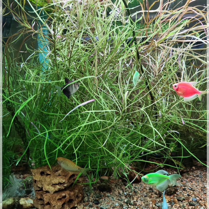 Погостемон Октопус