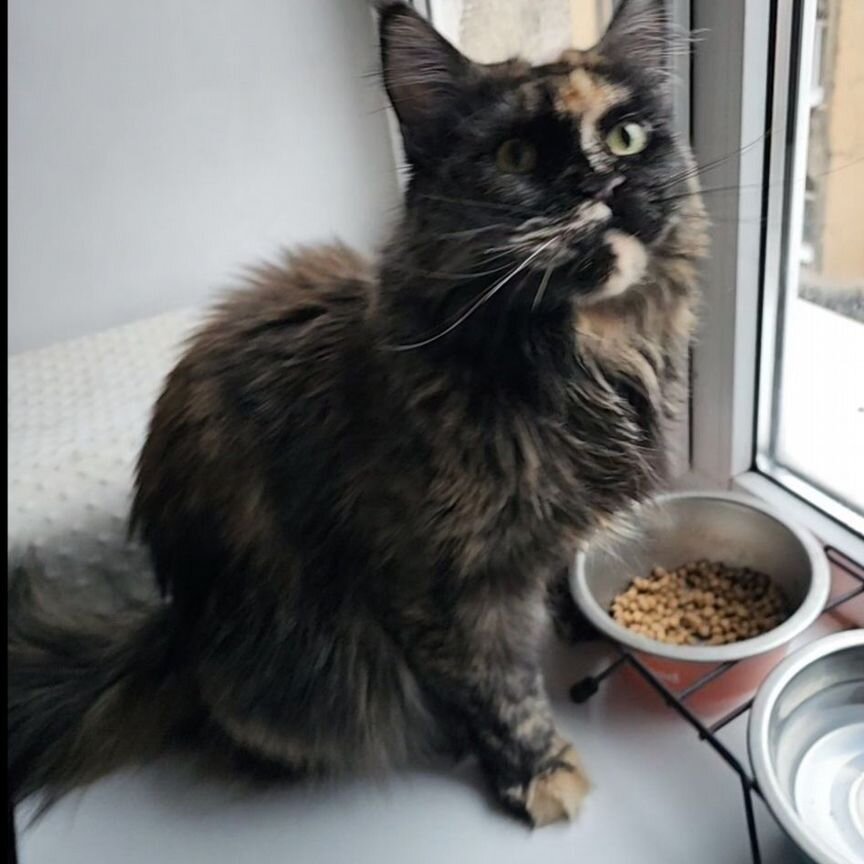 Мейн-кун, взрослая кошка