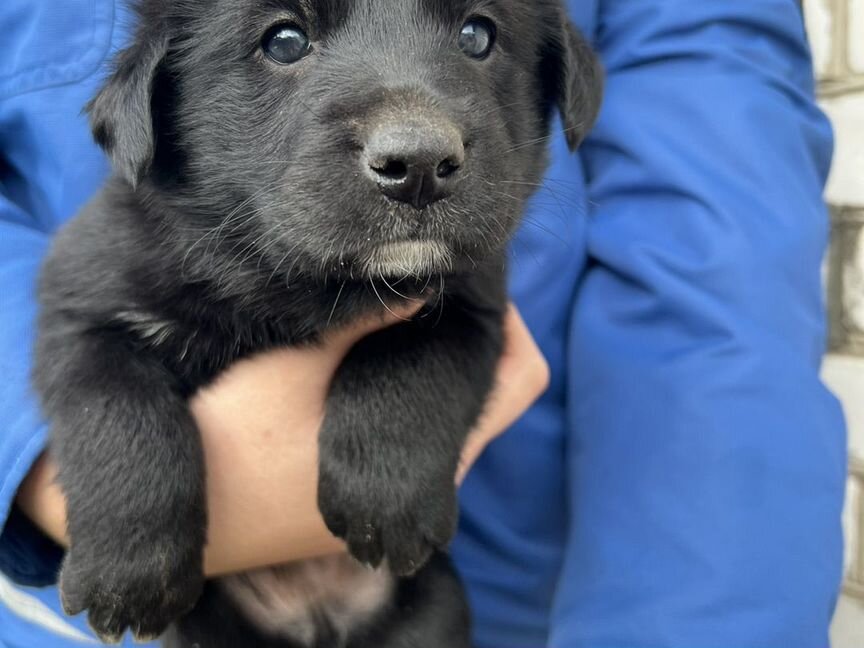 Помесь спаниеля