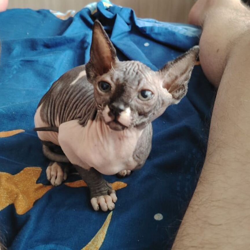 Канадский сфинкс котенок