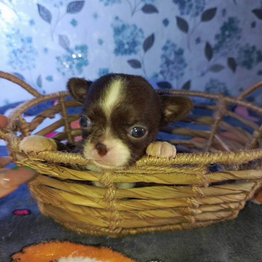 Чихуахуа мини малыш