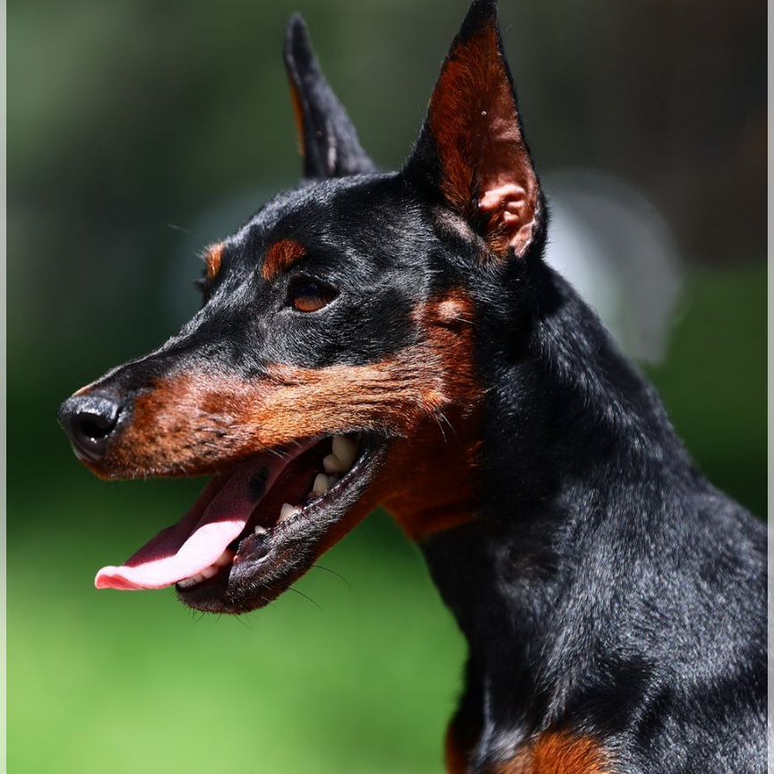 Щенки цвергпинчера