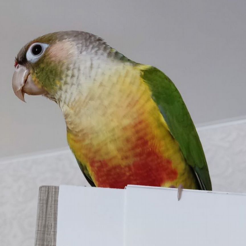 Попугаи пиррура Молине самка