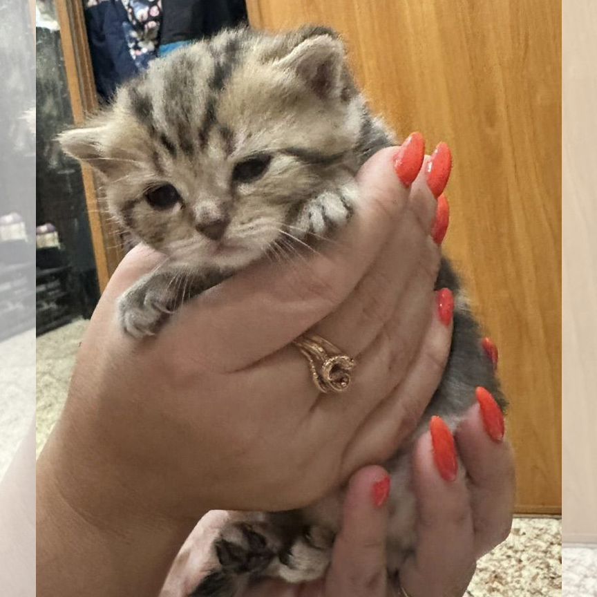 Британский мальчик