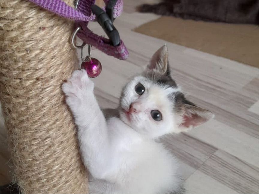 Котенок (девочка) 2 месяца в добрые руки