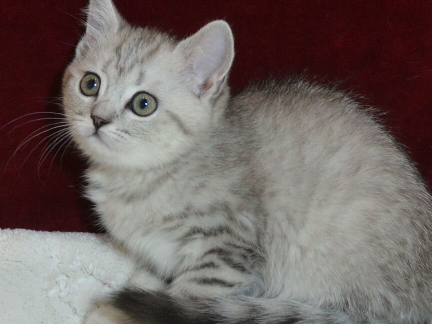 Девочка серебристая 2 мес
