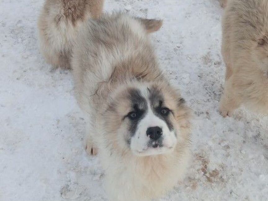 Алабайчики