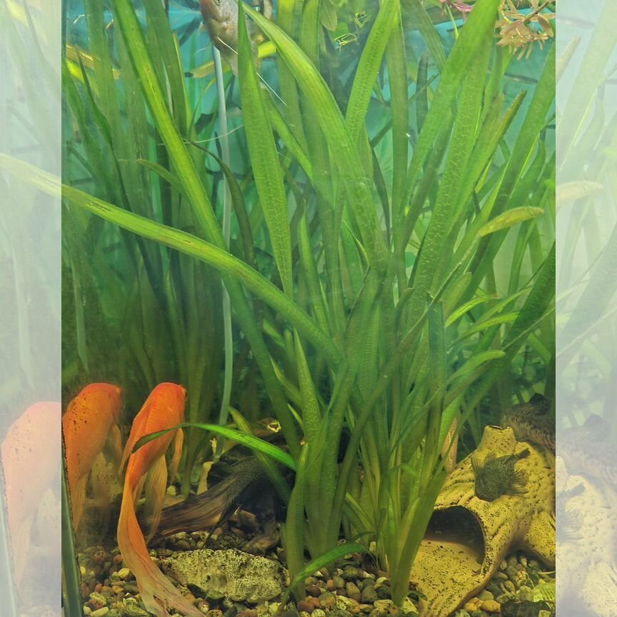 Валлиснерия гигантская