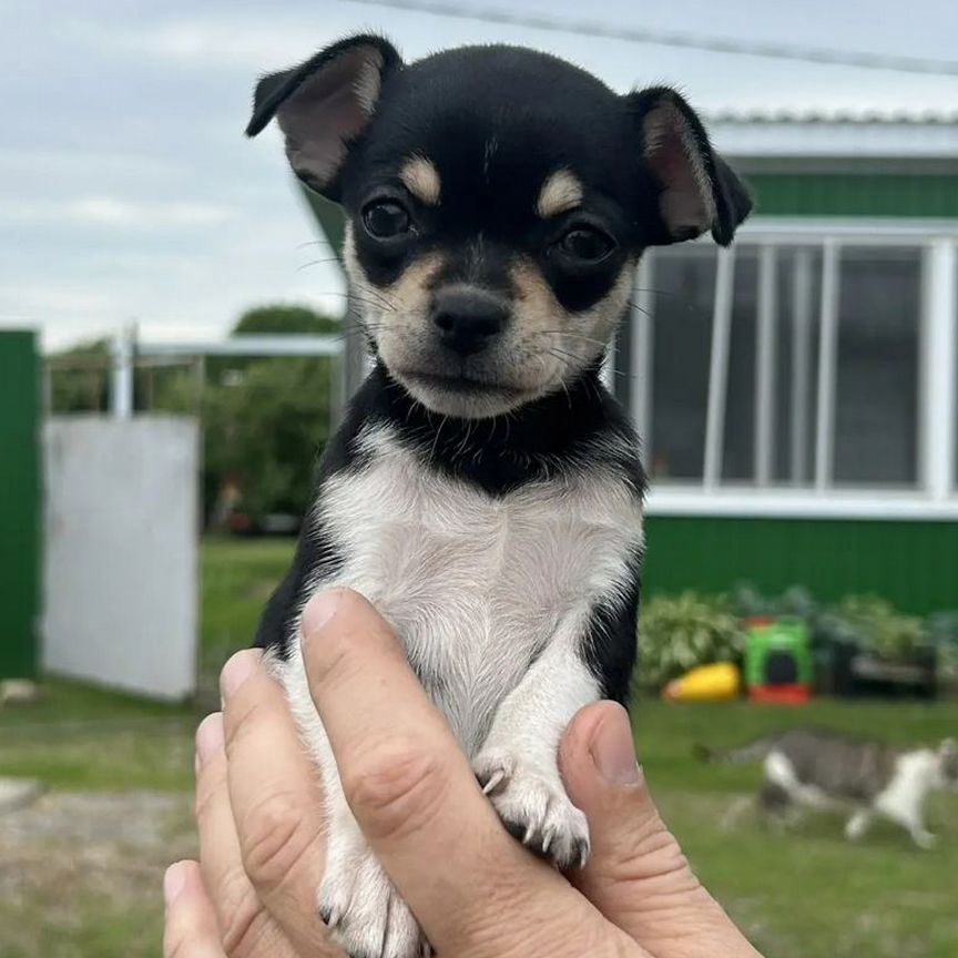 Чихуахуа, щенок