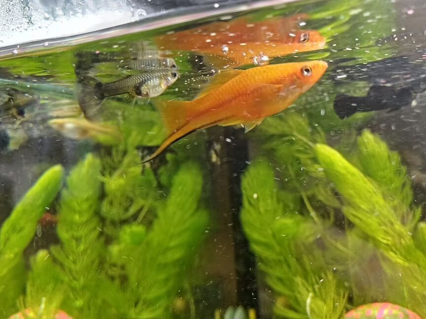 Меченосец пара