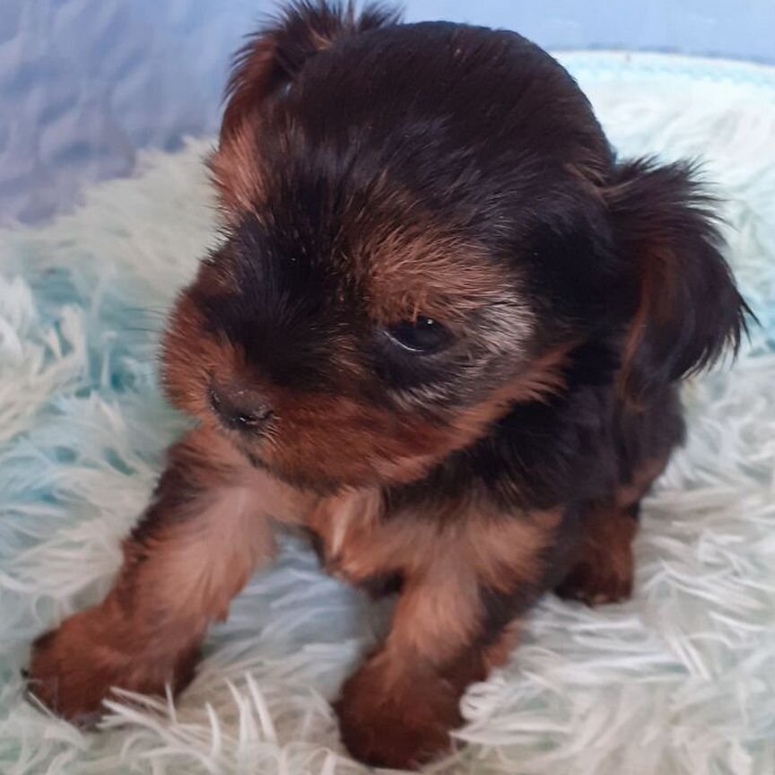 Йоркширский терьер, щенок