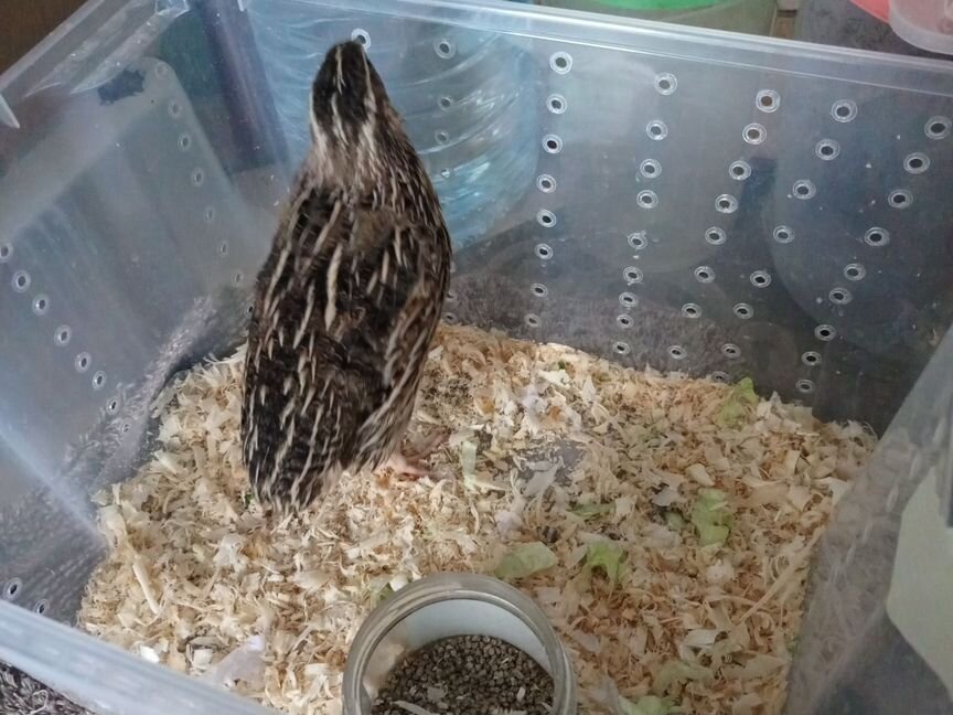 Продам двух перепелов