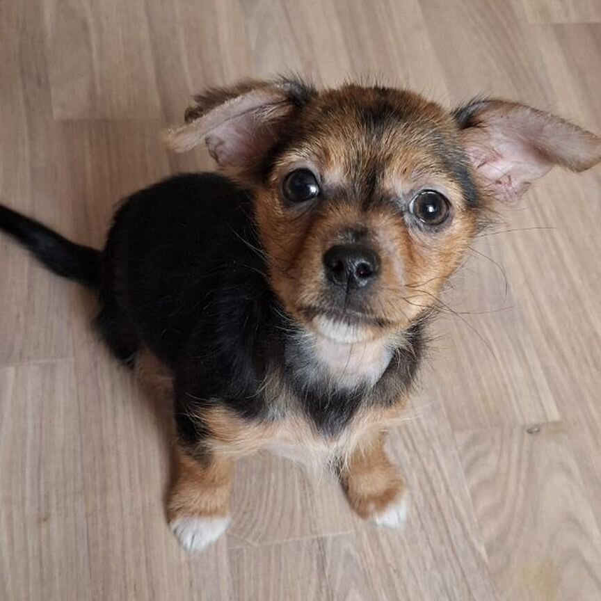 Щенок в добрые руки бесплатно маленькая порода