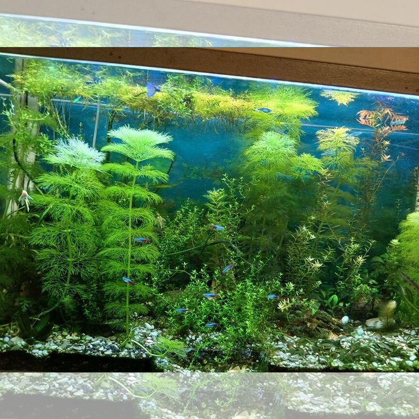 Амбулия   аквариум