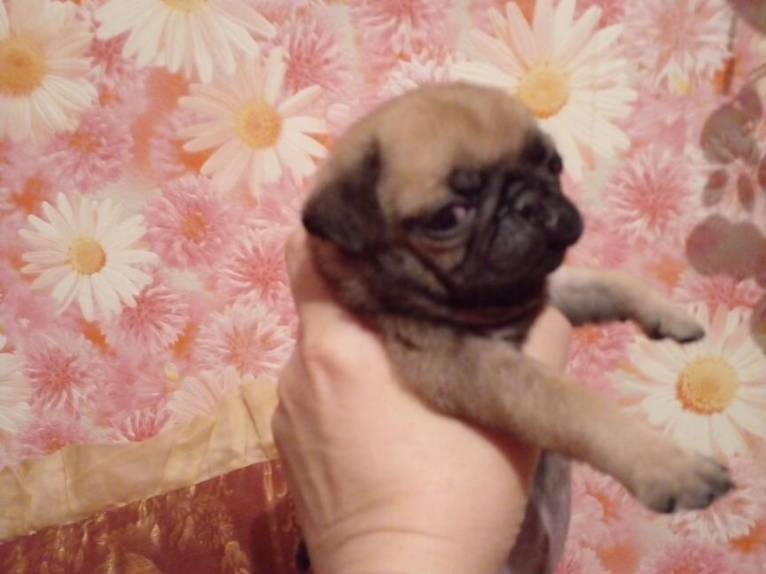 Мопс в добрые руки