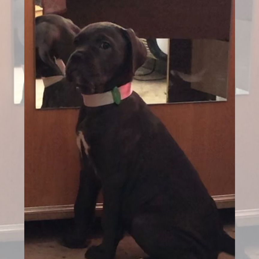 Щенки кане корсо