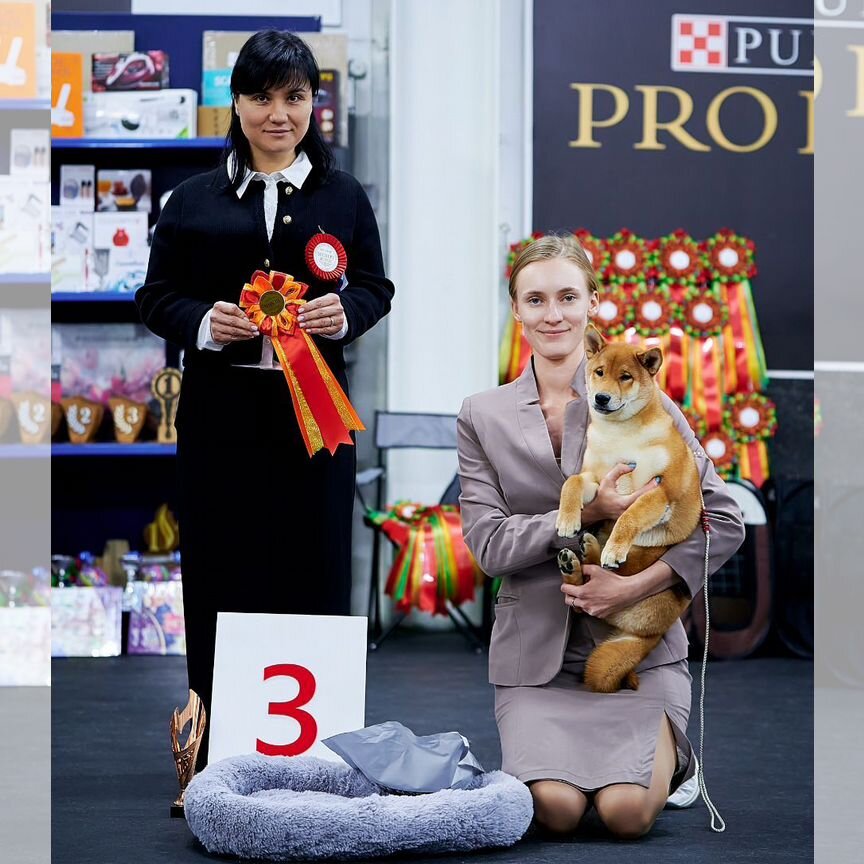 Сиба-ину, щенок