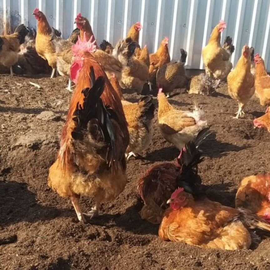 Инкубационное яйцо