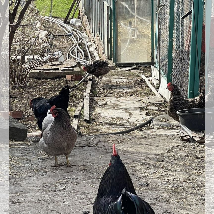 Куры несушки продам